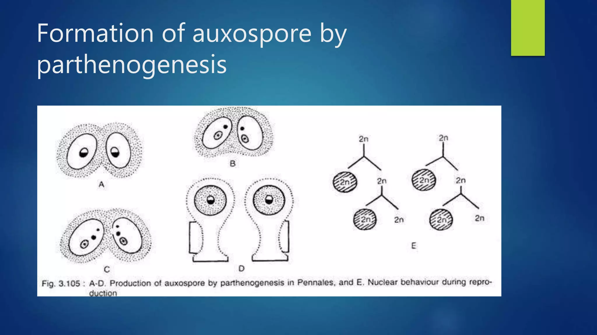 Diatoms | PPTX
