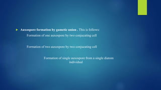 Diatoms | PPTX