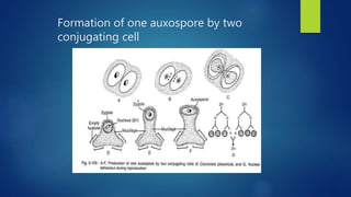 Diatoms | PPTX