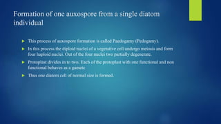 Diatoms | PPTX