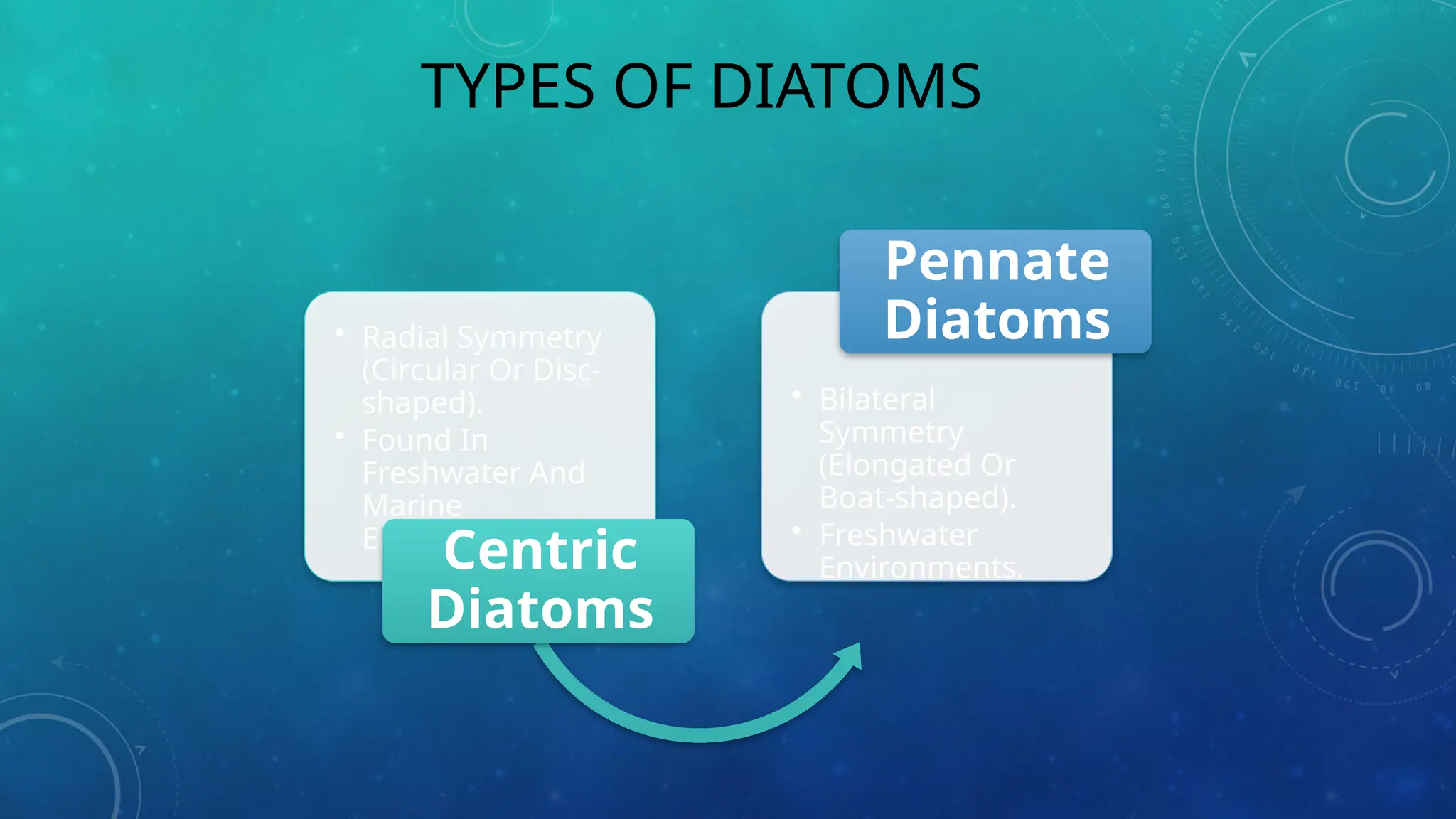 Diatoms - Bacillariophyte and golden algae. | PPTX