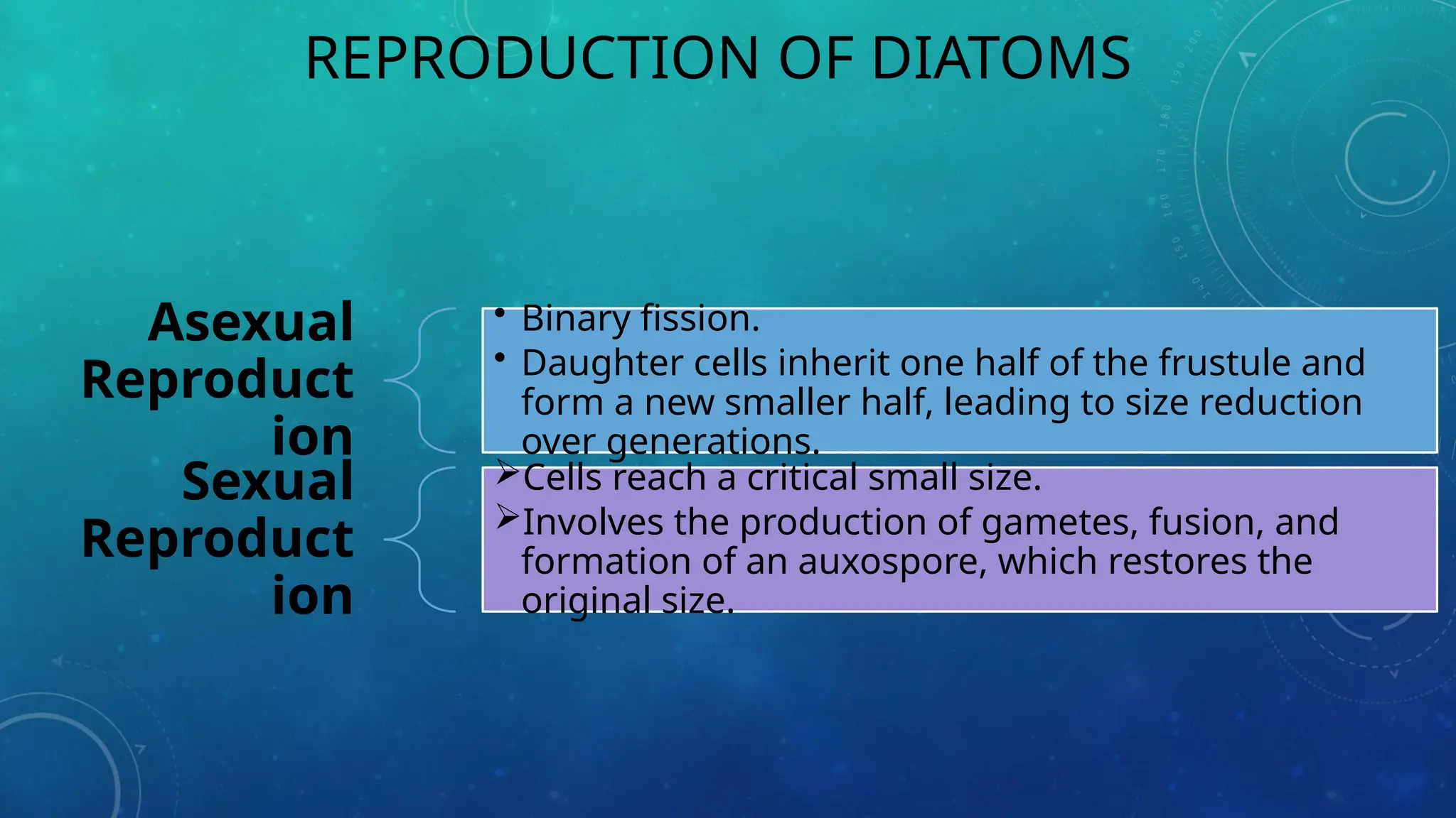 Diatoms - Bacillariophyte and golden algae. | PPTX