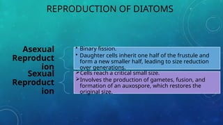 Diatoms - Bacillariophyte and golden algae. | PPTX