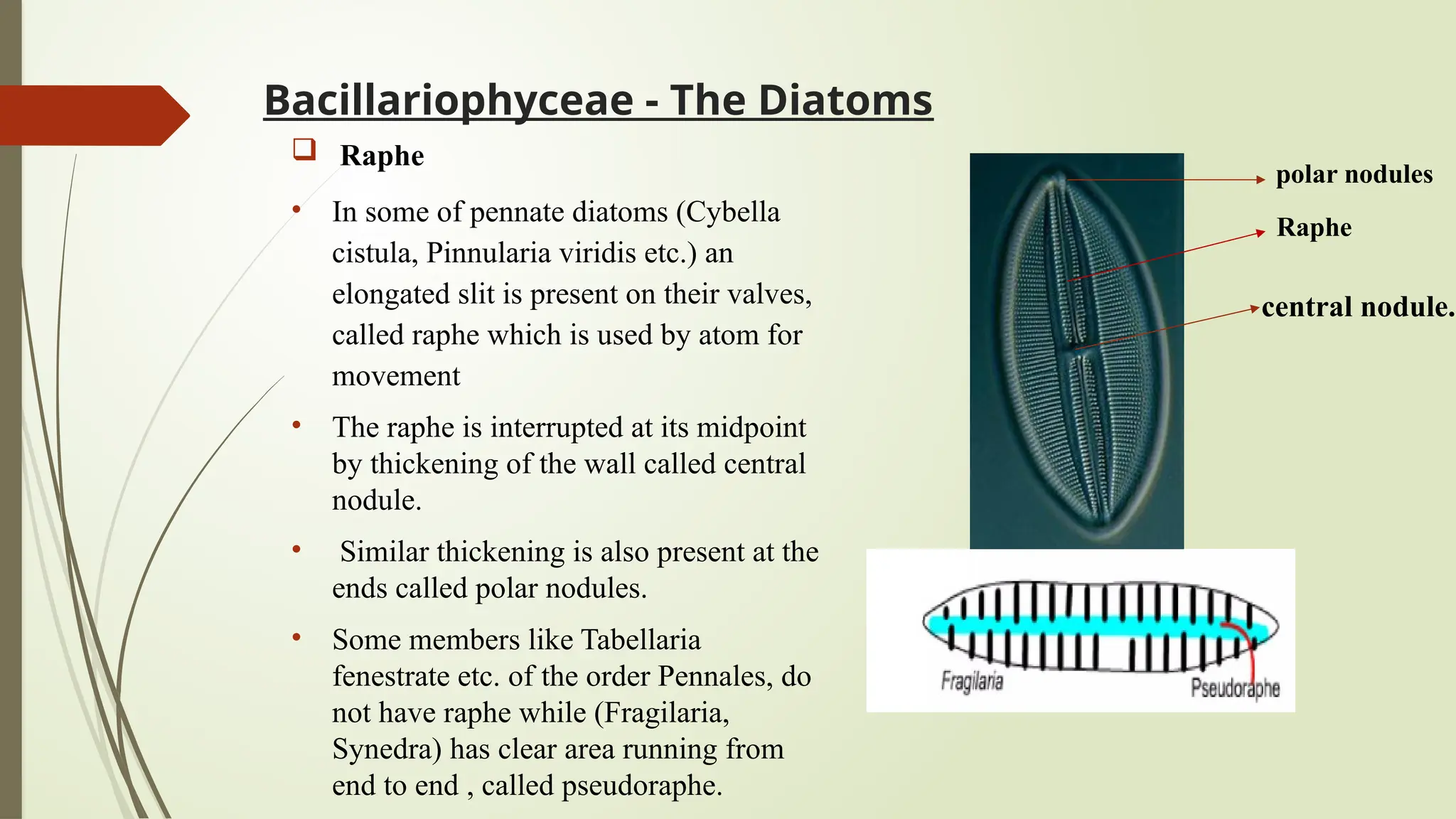 introduction to bacilariophyceae( diatoms).pptx