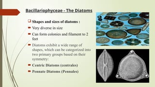 introduction to bacilariophyceae( diatoms).pptx