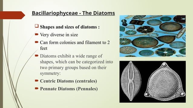 introduction to bacilariophyceae( diatoms).pptx