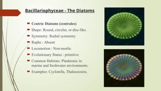 introduction to bacilariophyceae( diatoms).pptx