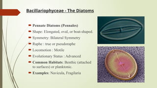 introduction to bacilariophyceae( diatoms).pptx