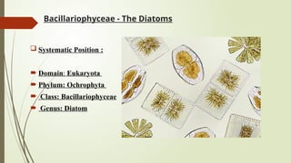 diatoms .pptx