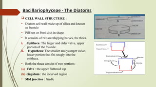 diatoms .pptx