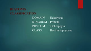 DIATOMS AND DINOFLAGELLATES (CLASSIFICATION, ECOLOGY, APPLICATIONS)pptx ...