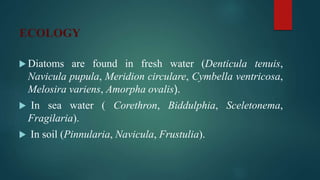 DIATOMS AND DINOFLAGELLATES (CLASSIFICATION, ECOLOGY, APPLICATIONS)pptx ...