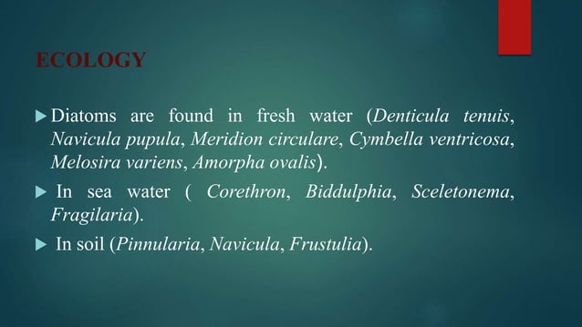 DIATOMS AND DINOFLAGELLATES (CLASSIFICATION, ECOLOGY, APPLICATIONS)pptx ...