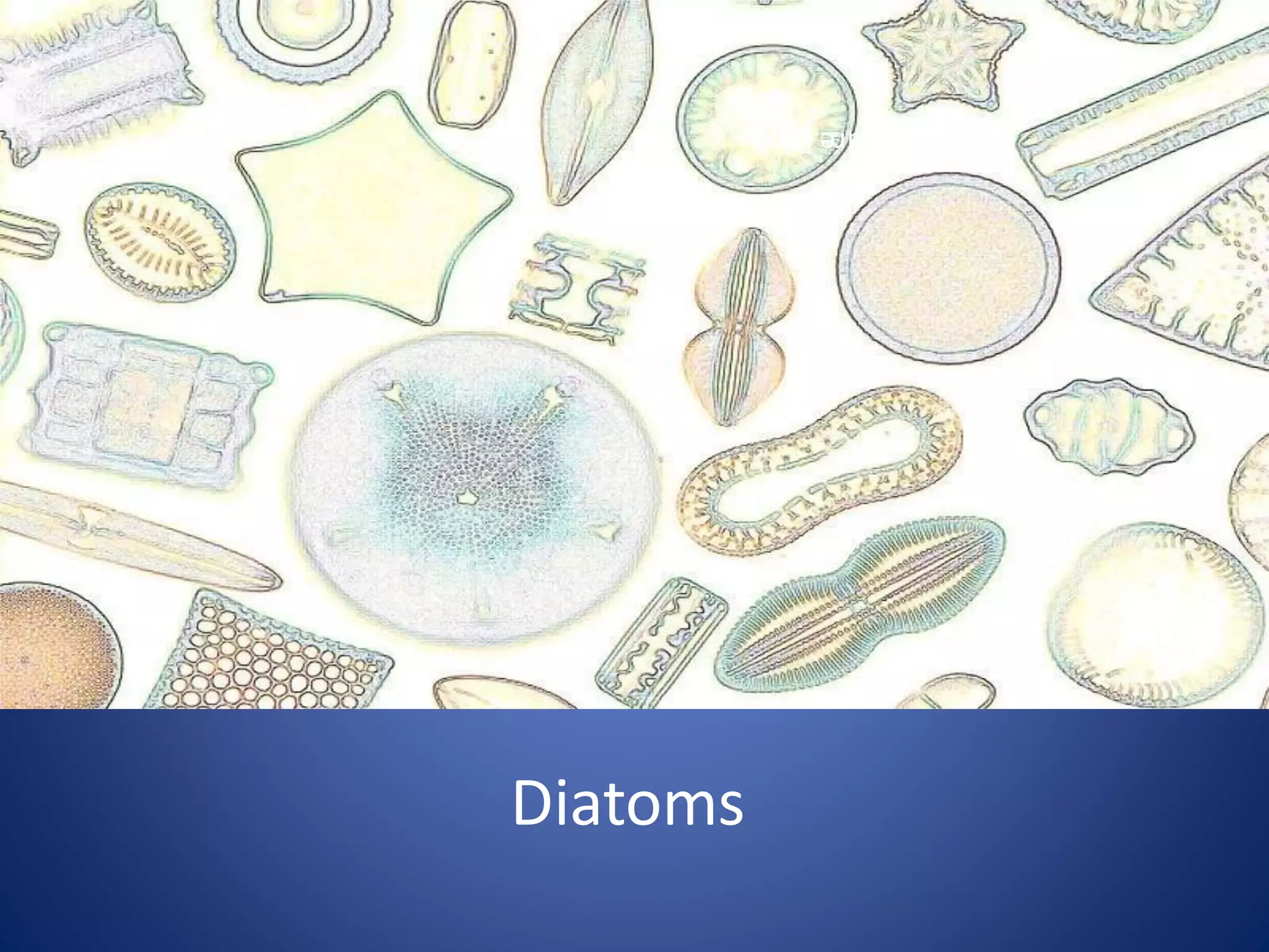 DIATOMS AND DINOFLAGELLATES BP221508.pdf