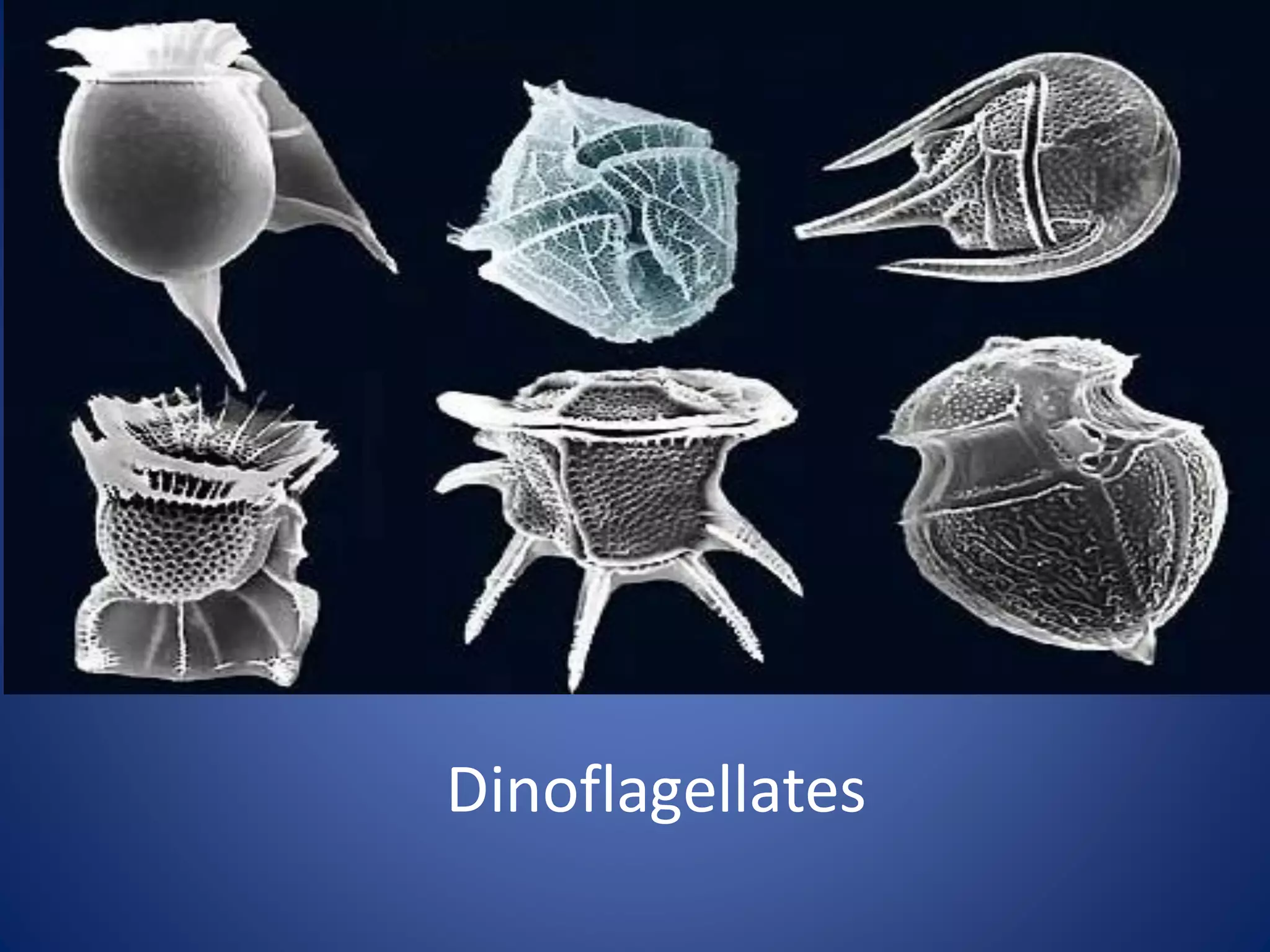 DIATOMS AND DINOFLAGELLATES BP221508.pdf