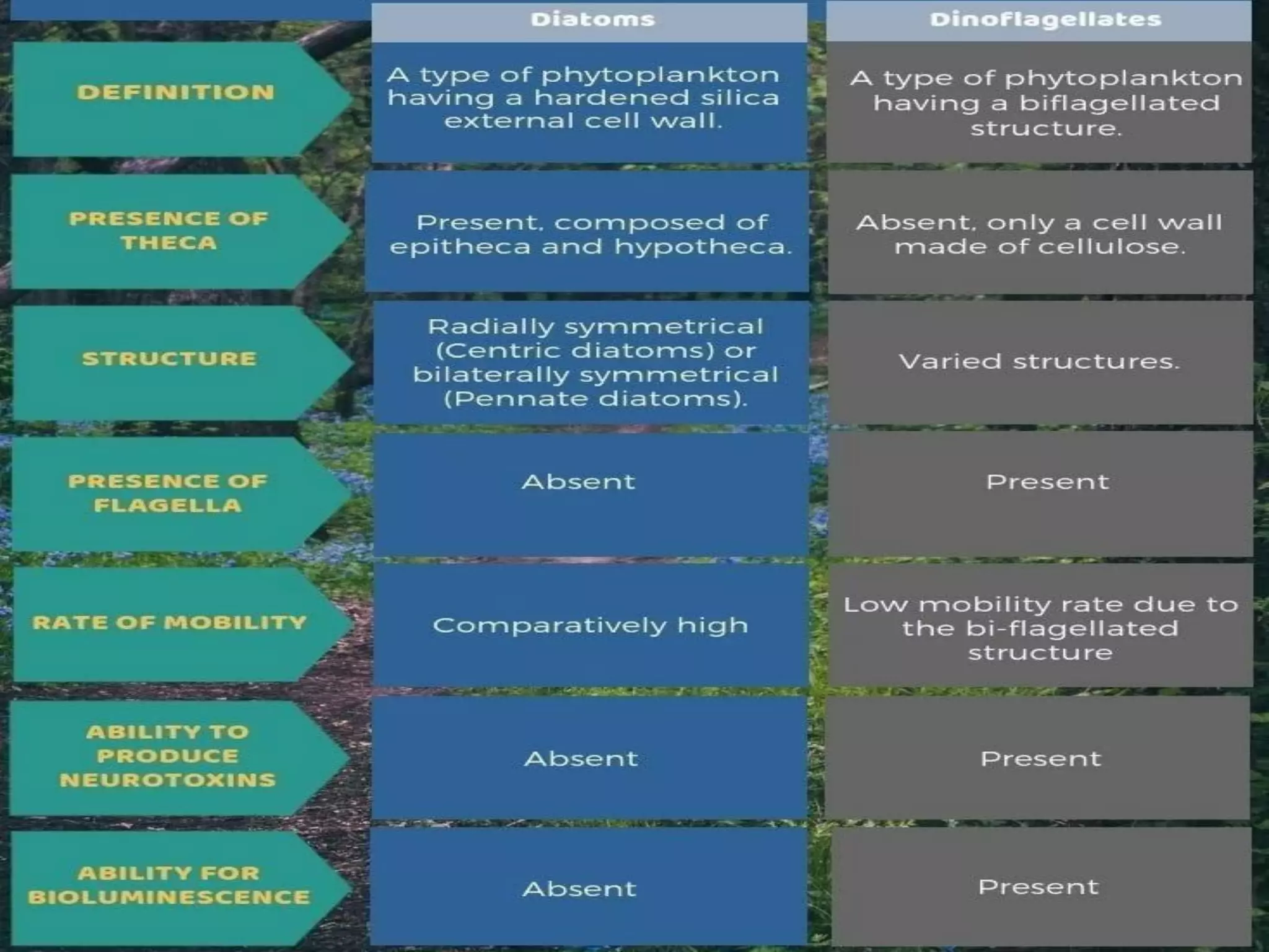 DIATOMS AND DINOFLAGELLATES BP221508.pdf