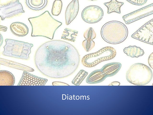 DIATOMS AND DINOFLAGELLATES BP221508.pdf | Biological Sciences | Science
