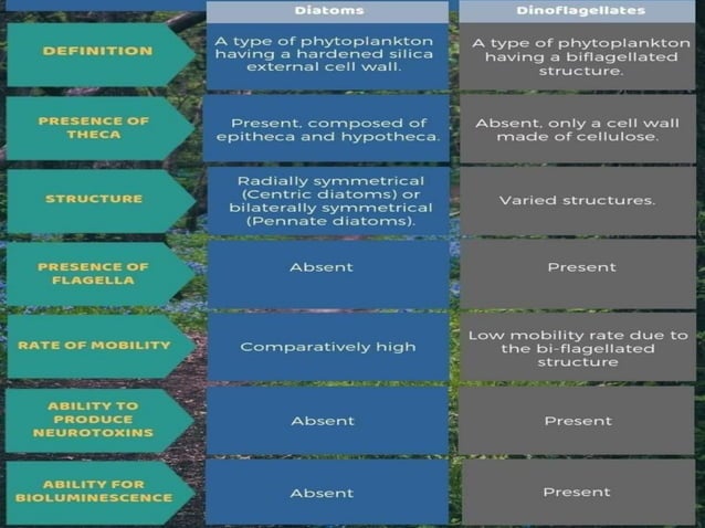 DIATOMS AND DINOFLAGELLATES BP221508.pdf | Biological Sciences | Science