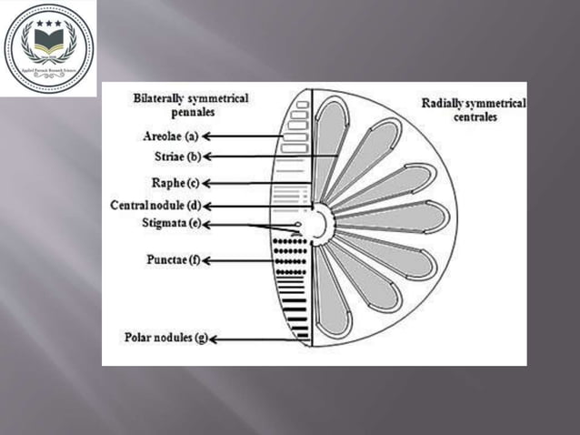 Diatoms and its Forensic Significance.pptx