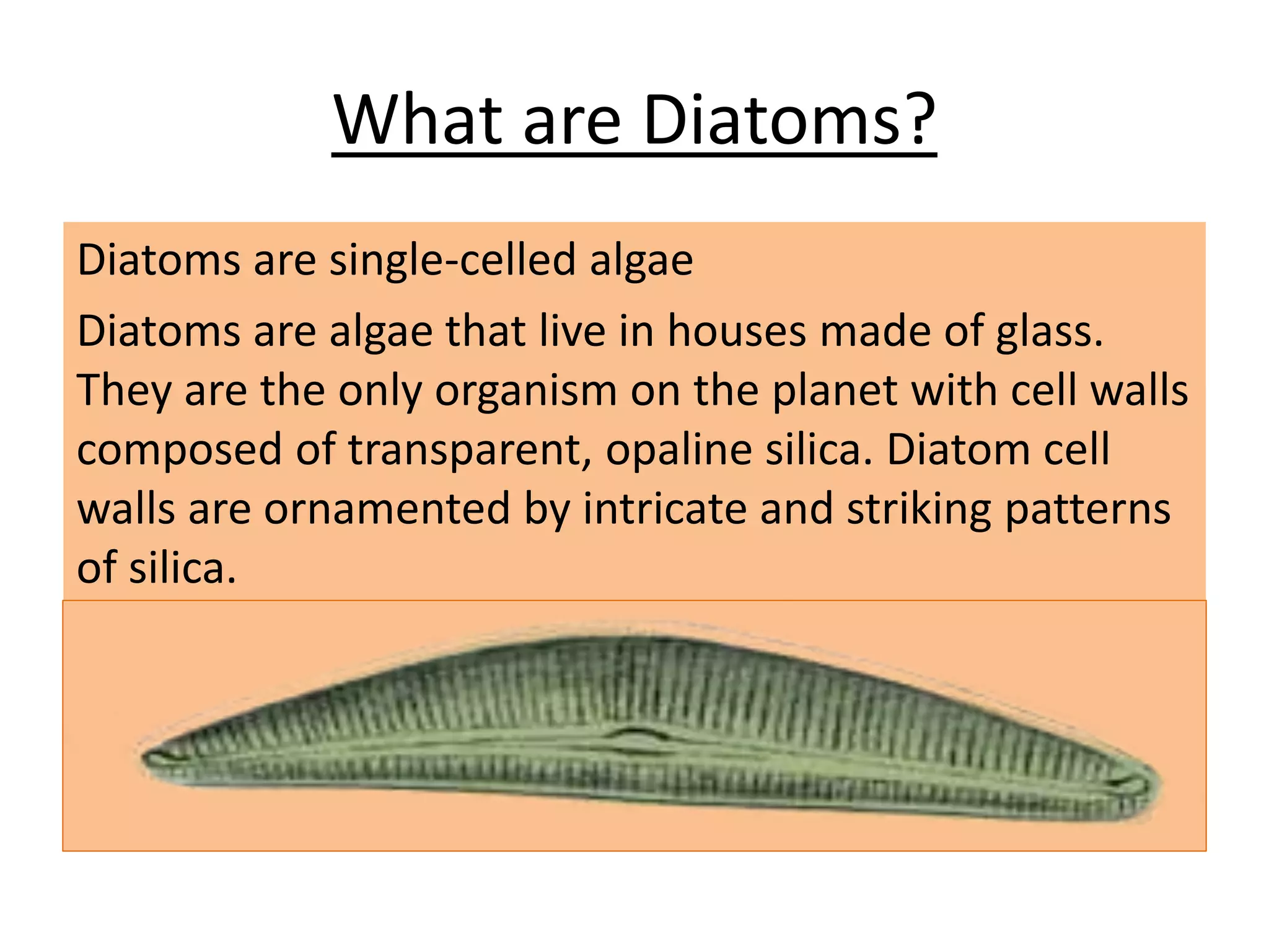 Diatoms in forensic science | PPTX