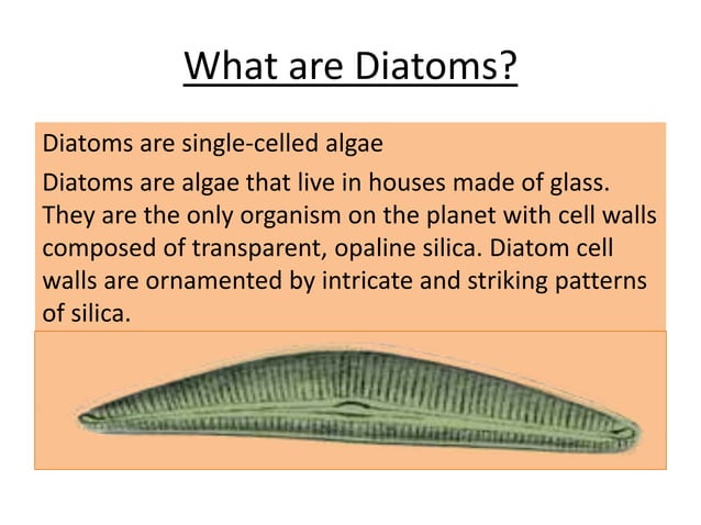 Diatoms in forensic science | PPTX