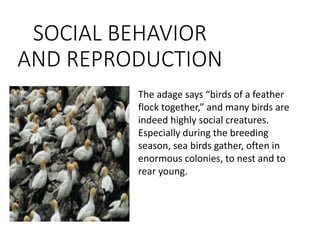 EDUCATION EDUCATION EDUCATON EDUCATION EDUCATION | PPTX | Birds | Pets