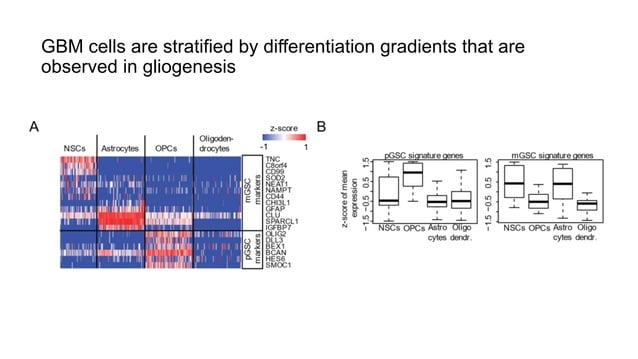 A draft single-cell atlas of human glioma | PPT