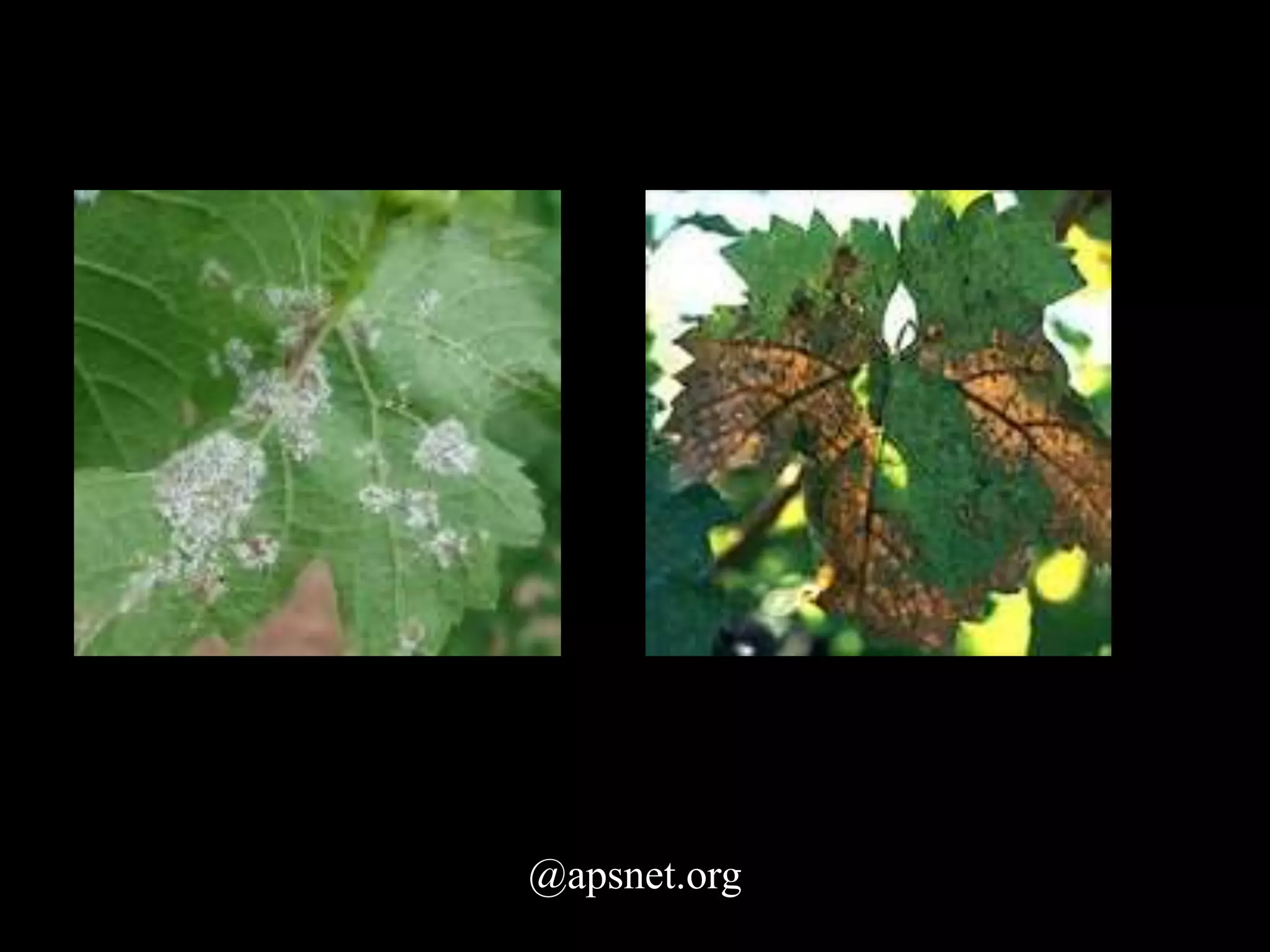 Grapes downy mildew | PPTX
