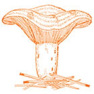 Dibuixos Bolets Per Pintar | PDF