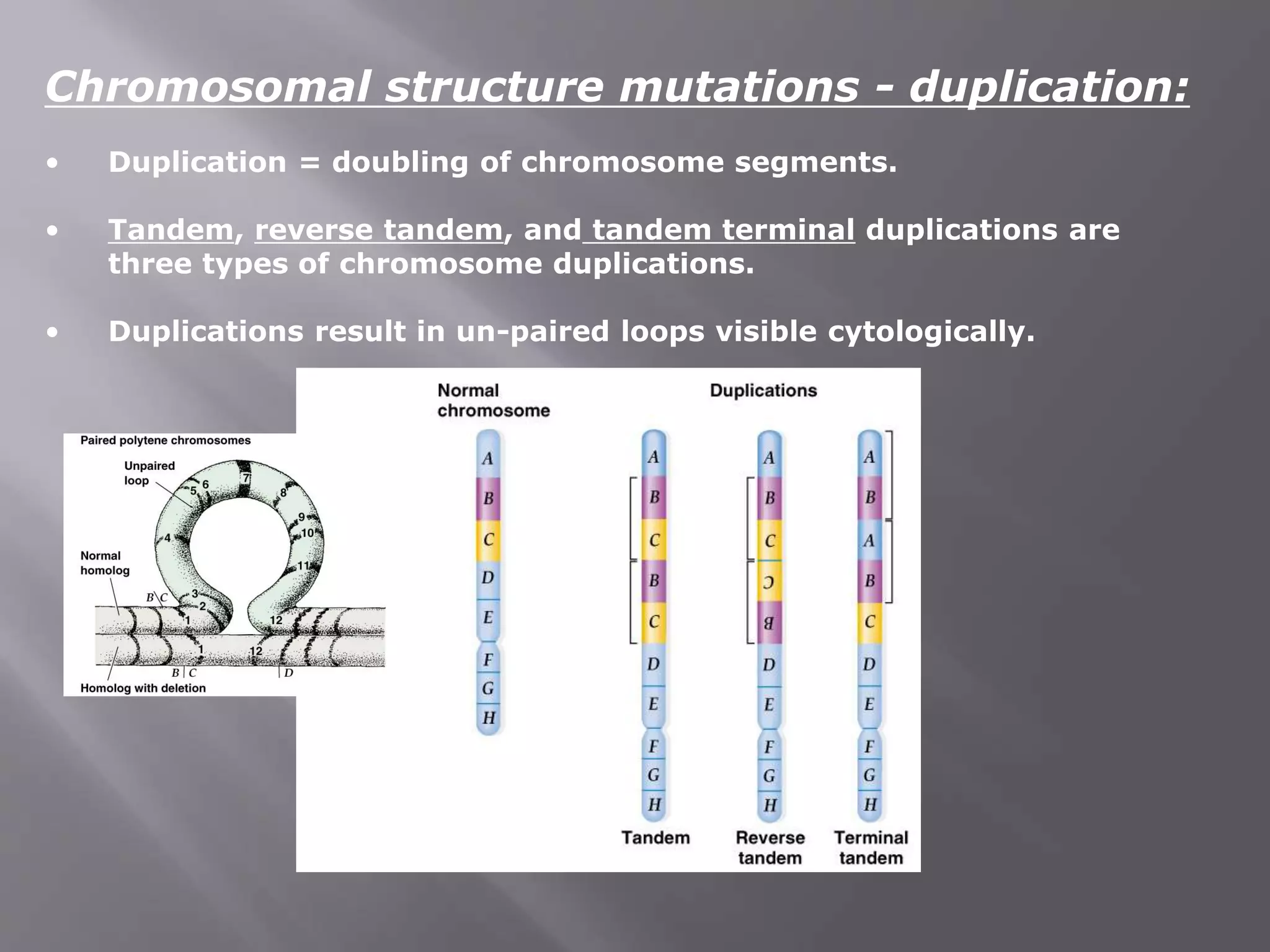 structural chromosomal abberations and mutation | PPTX