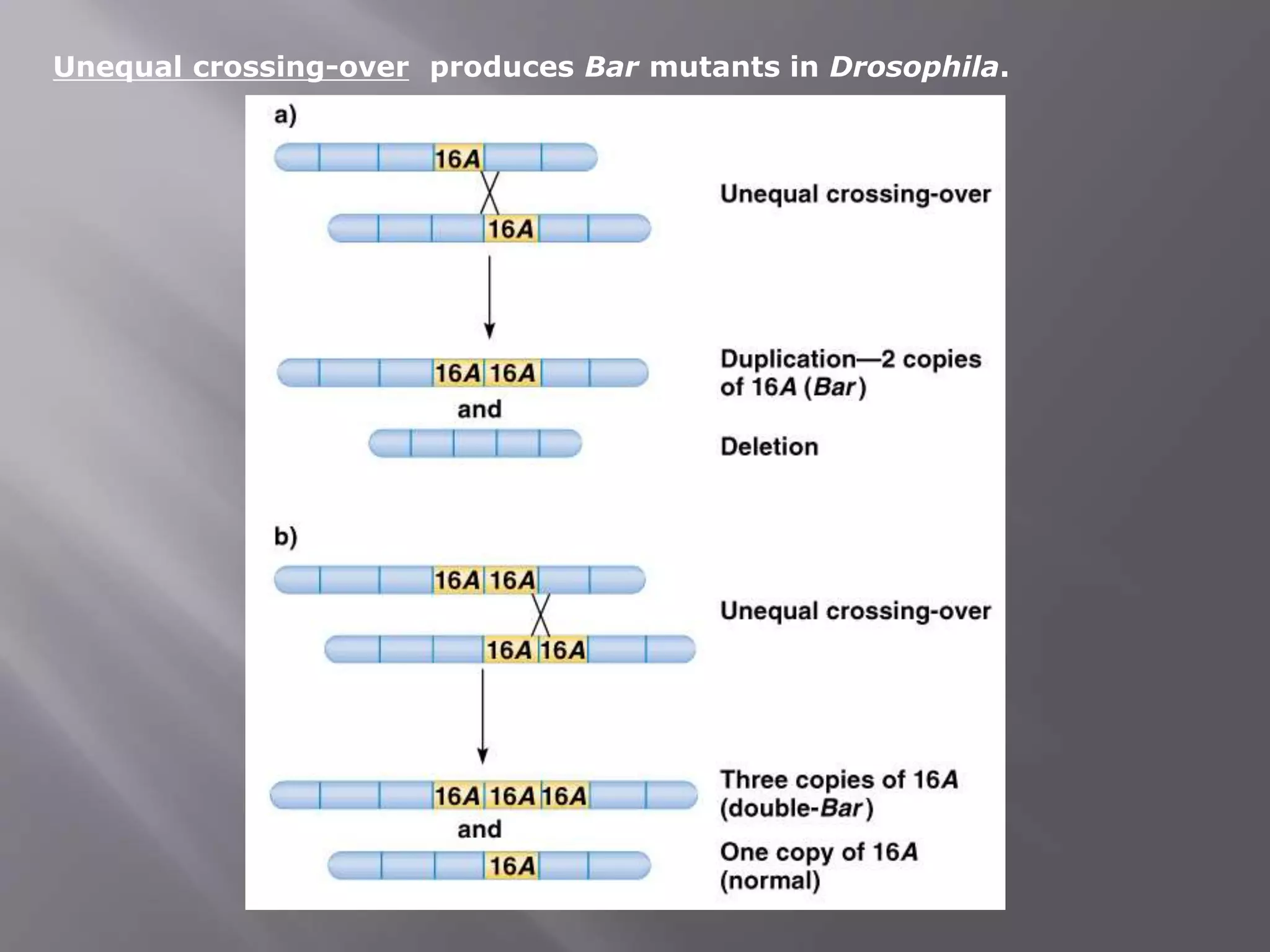 structural chromosomal abberations and mutation | PPTX