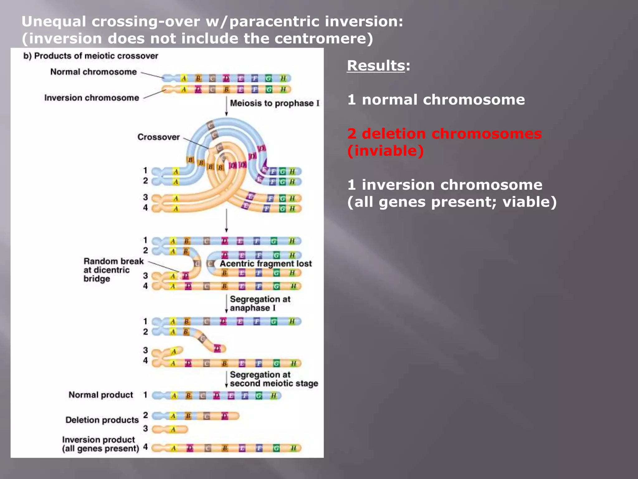structural chromosomal abberations and mutation | PPTX