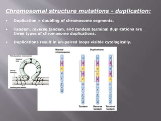 structural chromosomal abberations and mutation | PPTX