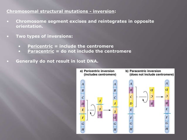 structural chromosomal abberations and mutation | PPTX | Genetics | Science