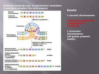 structural chromosomal abberations and mutation | PPTX