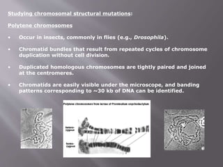 structural chromosomal abberations and mutation | PPTX