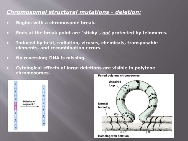 structural chromosomal abberations and mutation | PPTX | Genetics | Science