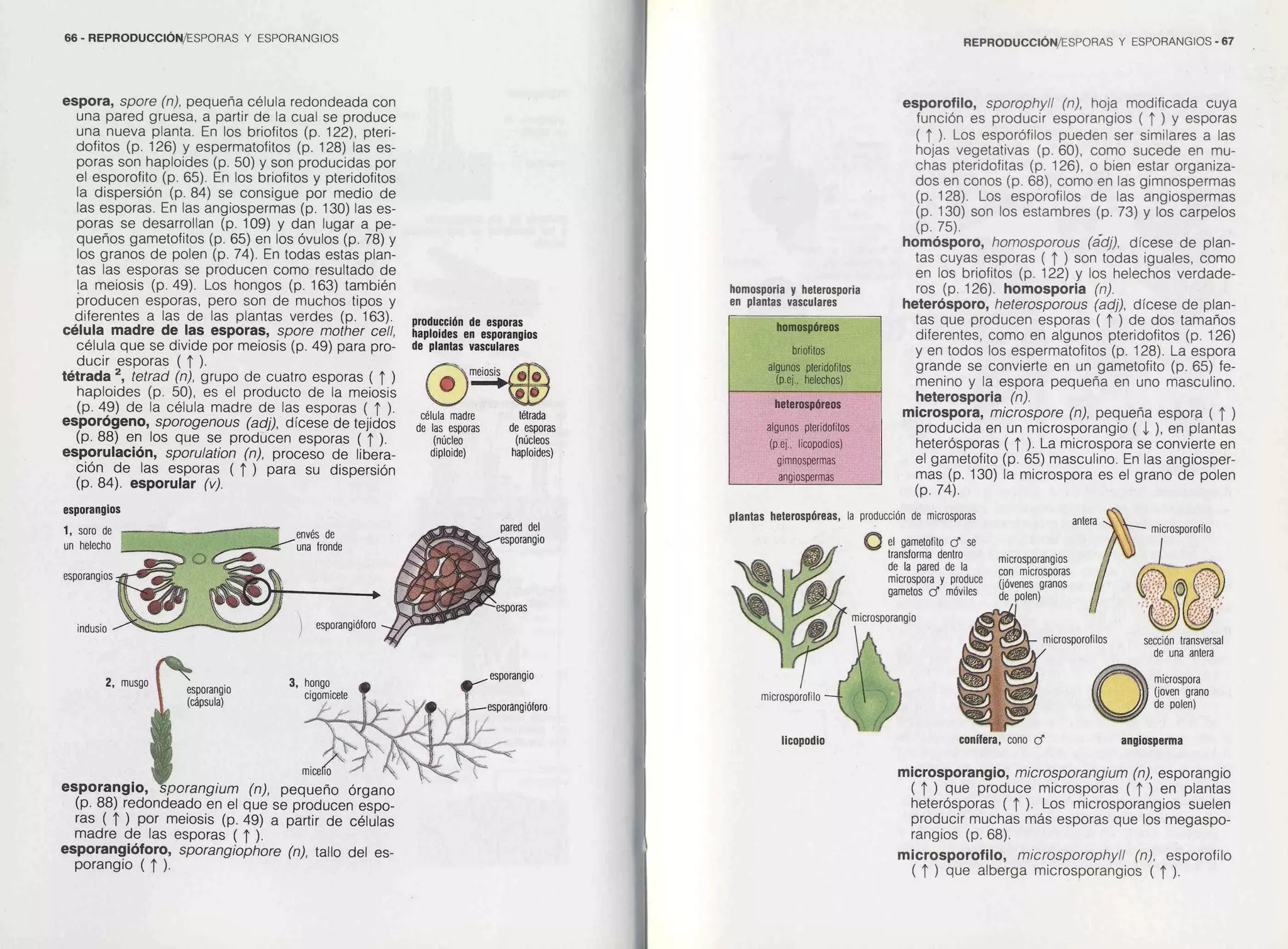 Diccionario.ilustrado.de.la.botanica | PDF