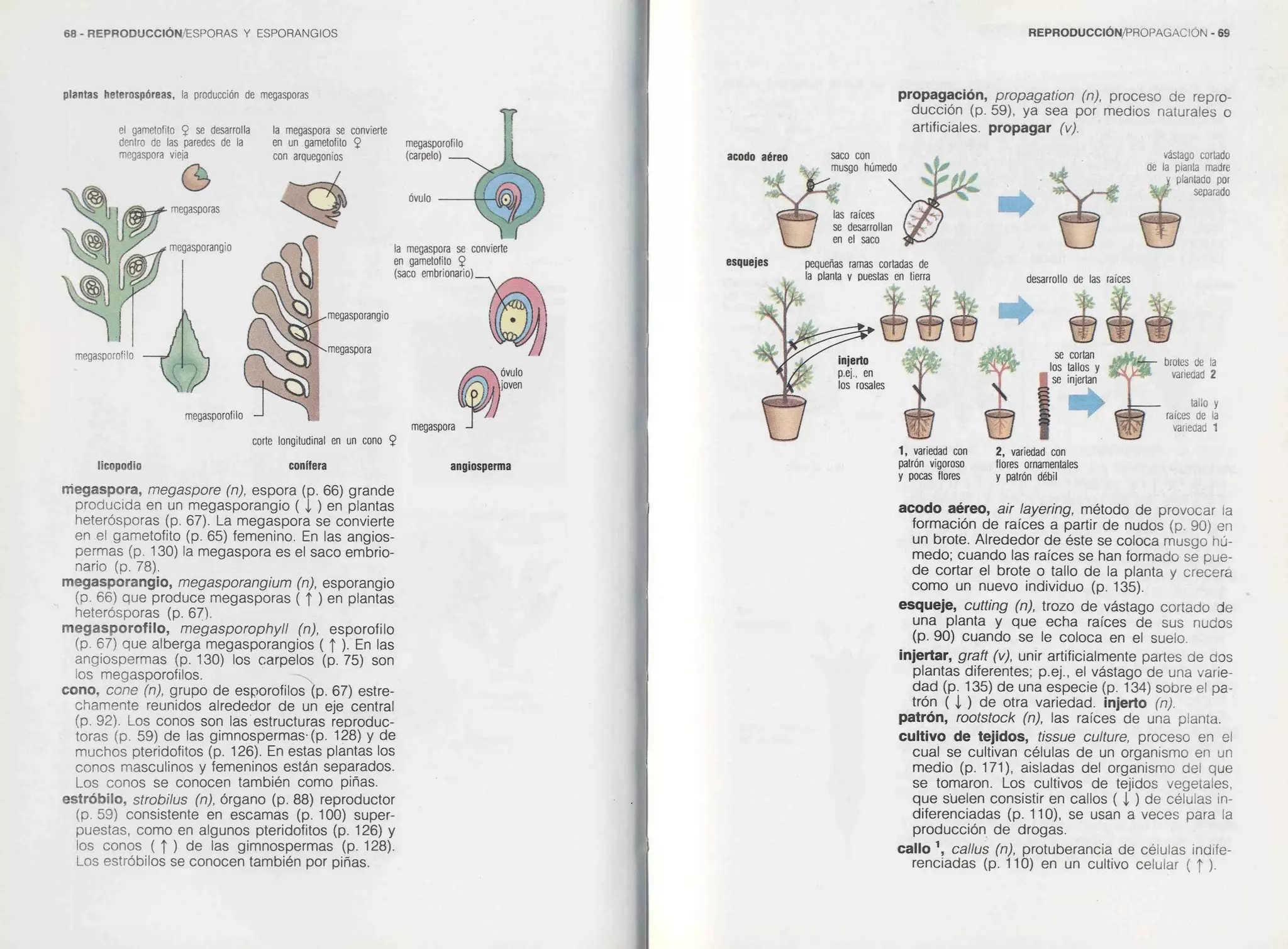 Diccionario.ilustrado.de.la.botanica | PDF