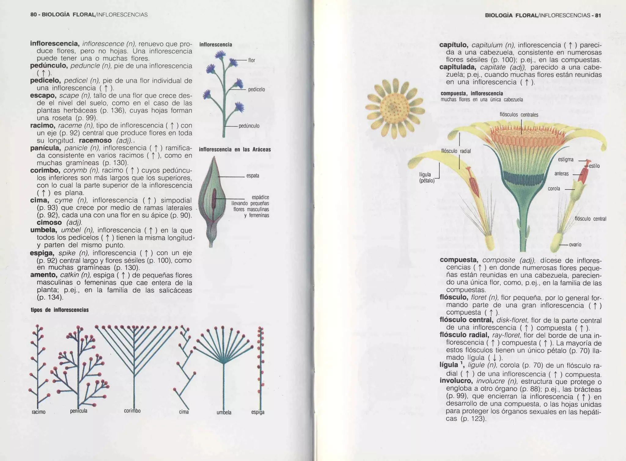 Diccionario.ilustrado.de.la.botanica | PDF