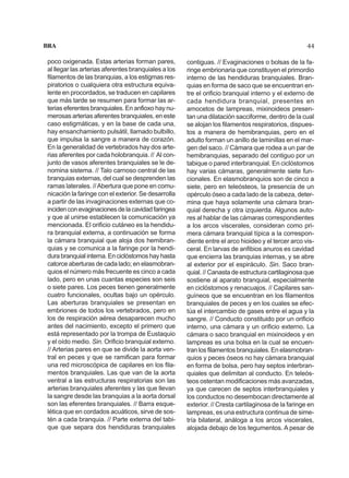 Diccionario de anatomía | PDF