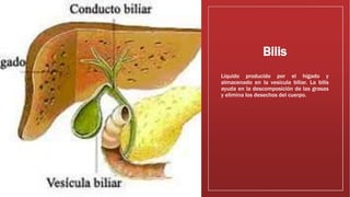 Glosario Medico (Aparato Digestivo) | PPTX