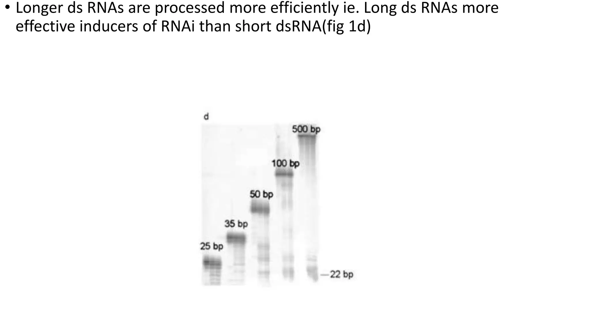 Dicer functions in RNA interference and in synthesis.pptx