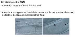 Dicer functions in RNA interference and in synthesis.pptx