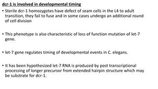 Dicer functions in RNA interference and in synthesis.pptx