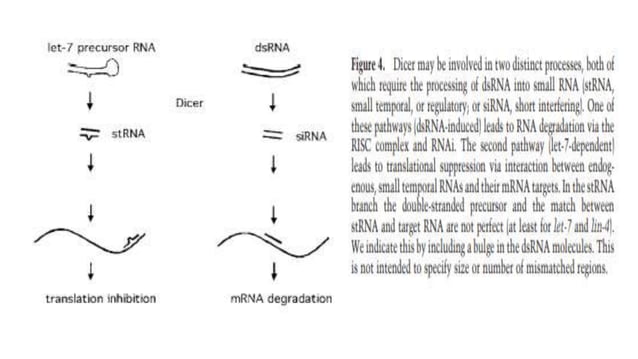 Dicer functions in RNA interference and in synthesis.pptx