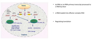 Dicer functions in RNA interference and in synthesis.pptx