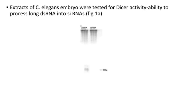 Dicer functions in RNA interference and in synthesis.pptx