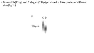 Dicer functions in RNA interference and in synthesis.pptx