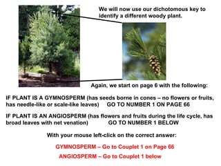 Dichotomous Key 1 | PPS